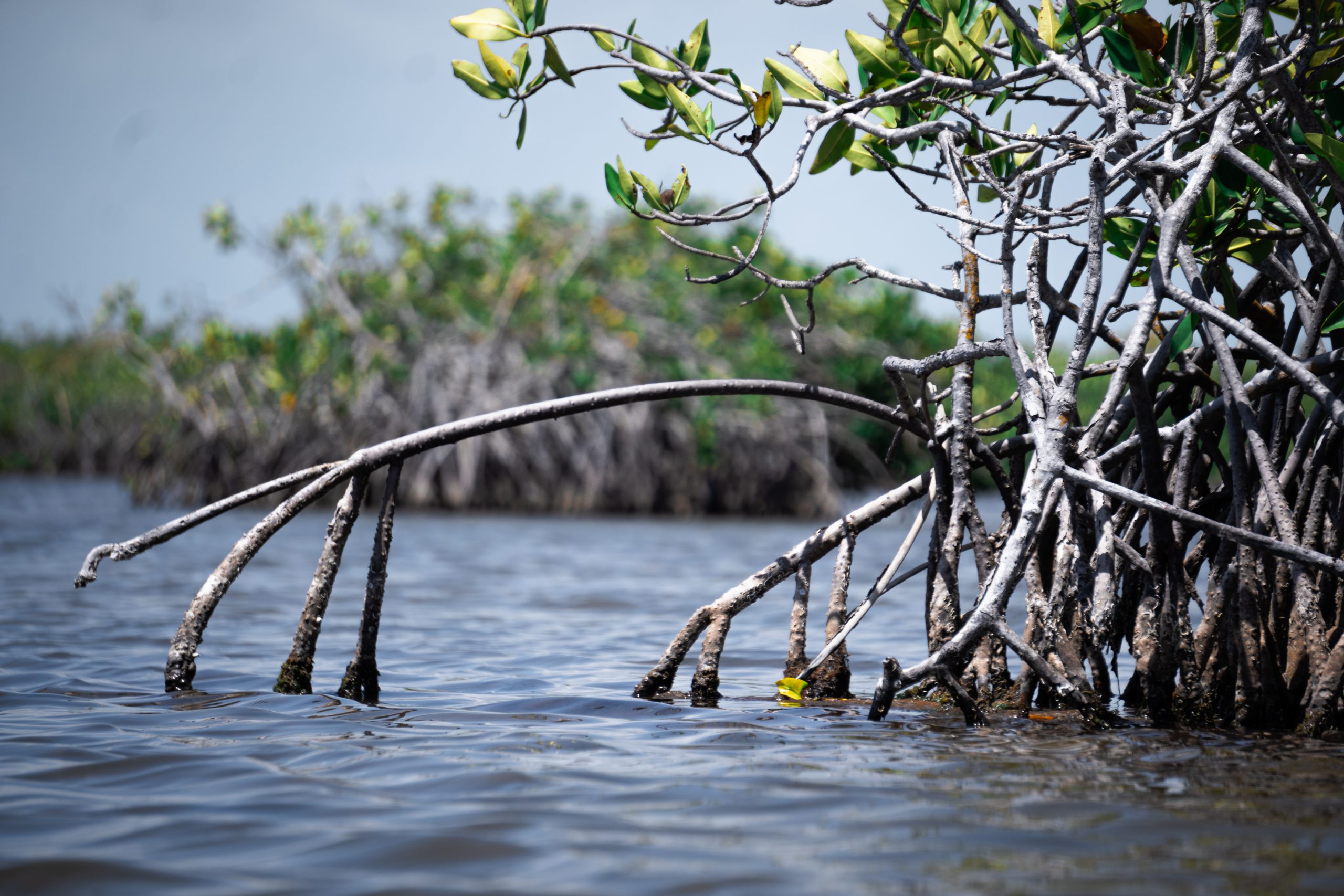 Mangrove & dunes conservation program - MARES Center