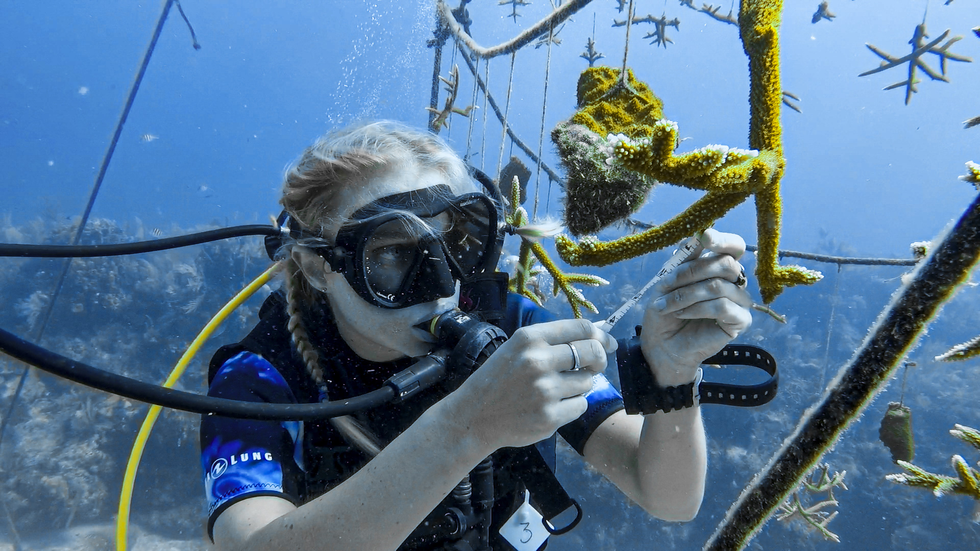 Coral reef conservation program - MARES Center