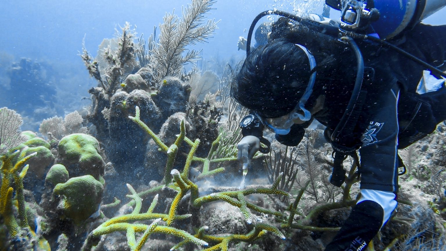 Coral reef conservation program - MARES Center