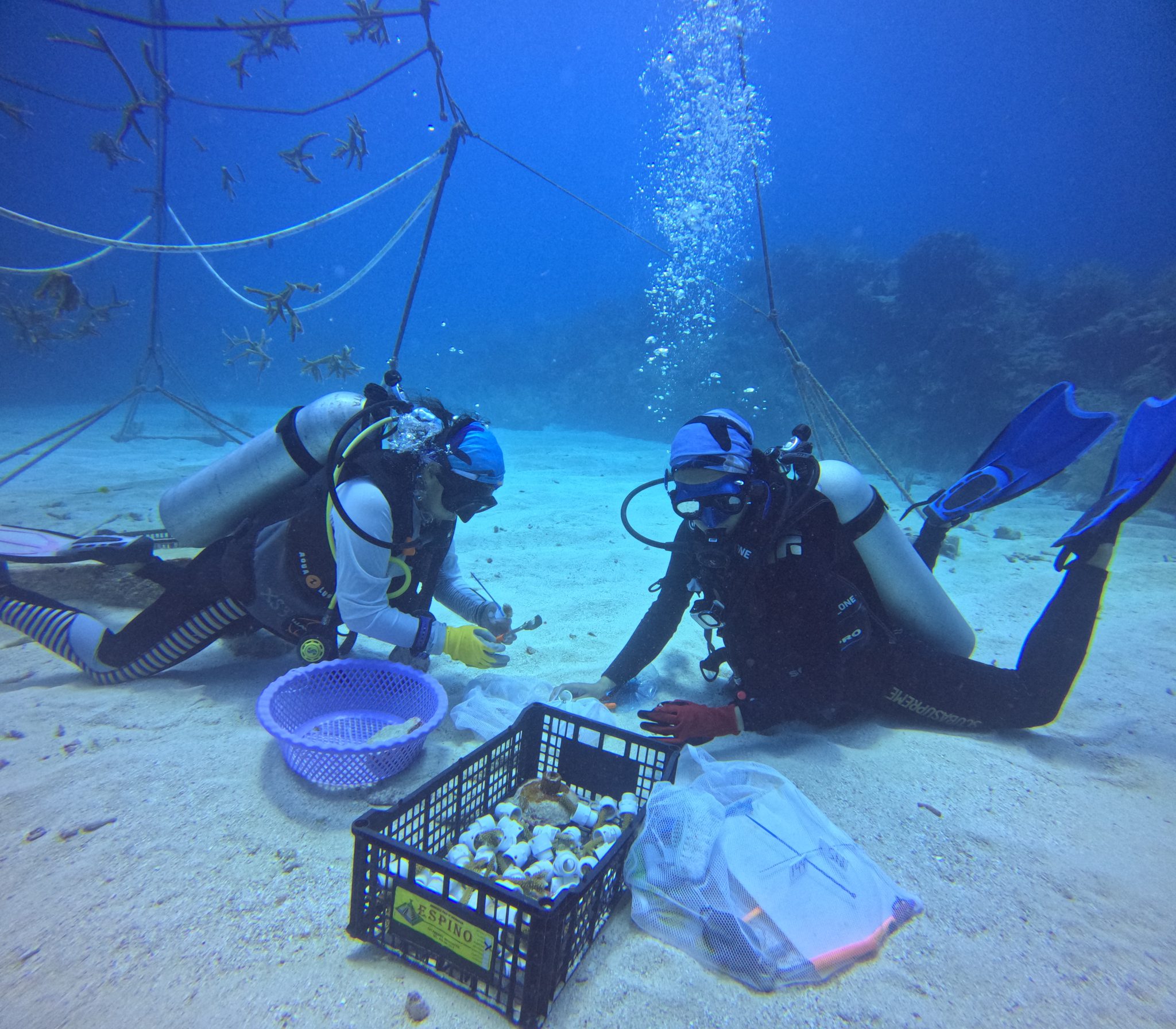 Coral reef conservation program - MARES Center